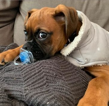 15 Pictures Showing That Boxers Are Good-Natured And Excellent Nannies ...