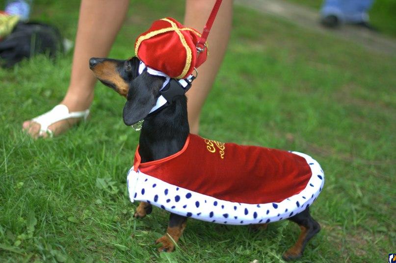 15 Best Halloween Costumes for Dachshunds - PetPress