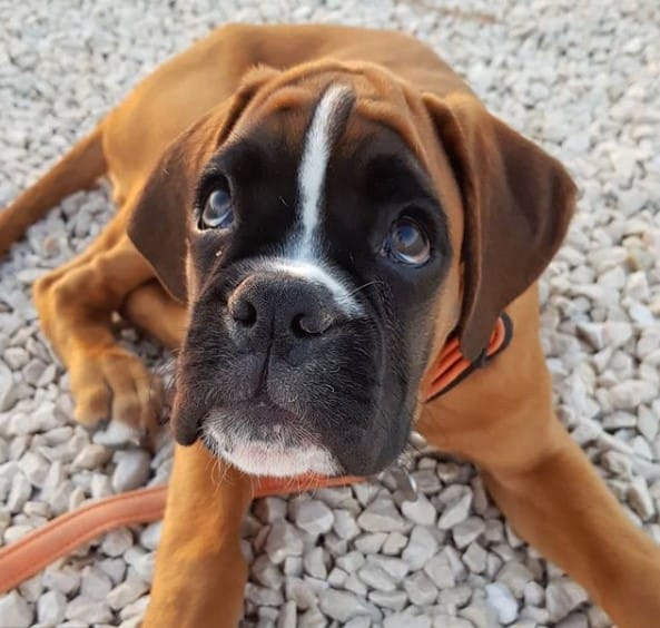 15 Character Traits Of a Boxer Dog - PetPress
