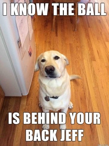 14 Funny Labrador Memes That Will Make Your Day! - PetPress