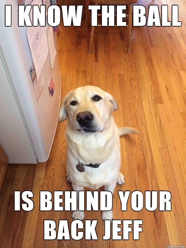 14 Funny Labrador Memes That Will Make Your Day! - PetPress
