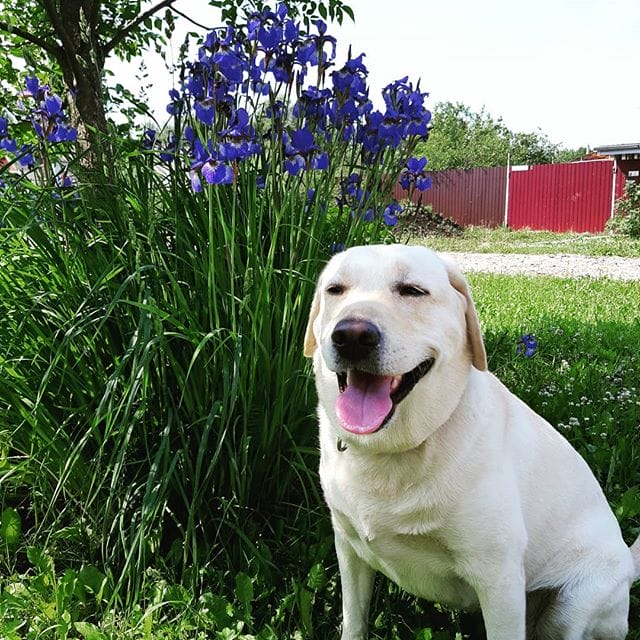 14 Reasons Why Labradors Are Best Friends For You - PetPress