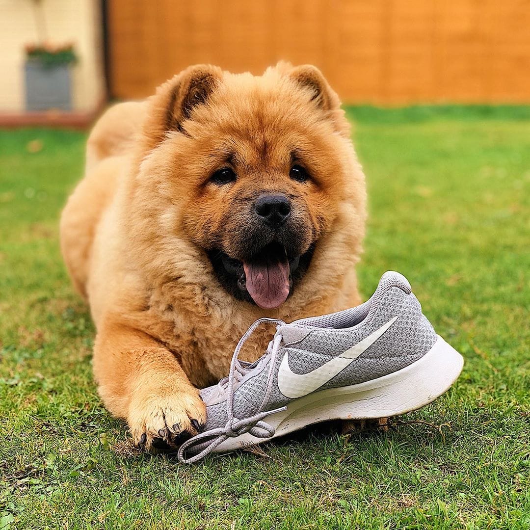14 Facts About Chinese Lions – Chow Chow - Page 2 of 4 - PetPress