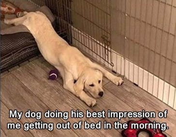 14 Funny Labrador Memes That Will Make Your Day! - PetPress