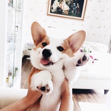 14 Reasons Corgis are the Most Flawless Dogs In The World - PetPress