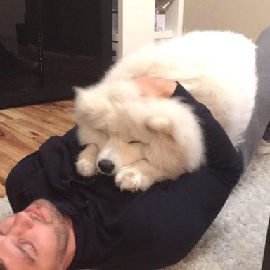14 Pics Proving That Samoyed is a Smiley Dog - PetPress