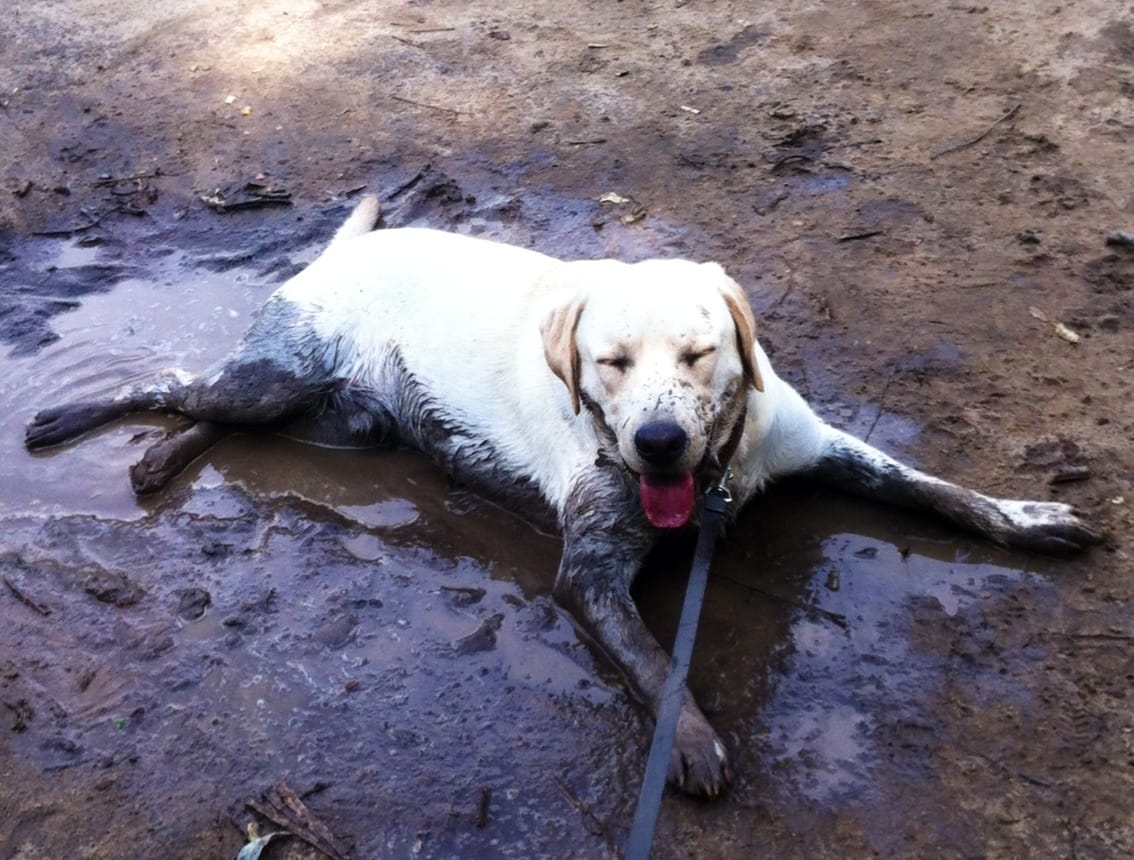 14 Reasons Why You Should Never Own Labradors - PetPress