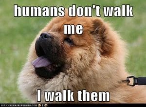 The 15 Funniest Chow Chow Memes - PetPress