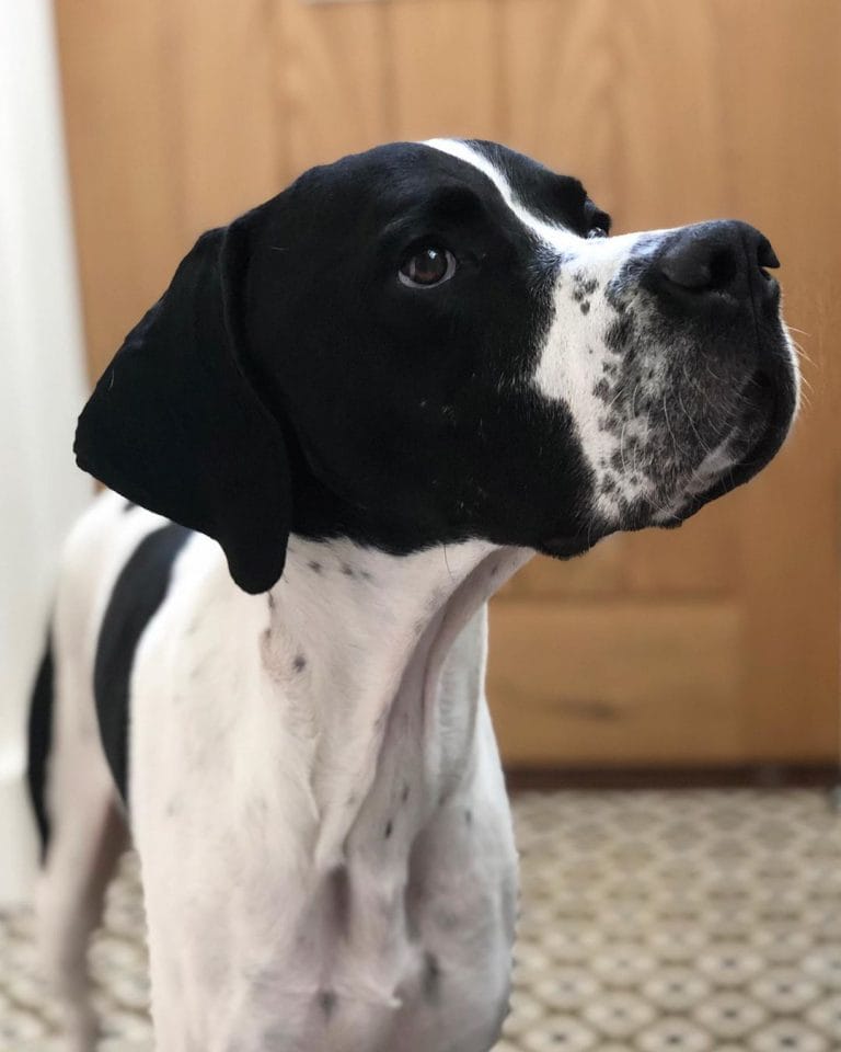 14 English Pointers Who Want to See Your Smile - PetPress