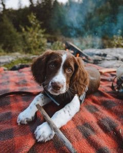 14 Springer Spaniels Who Will Make You Scream “WOW” - PetPress
