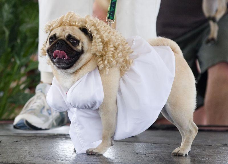 14 Amazing Cosplaying Pugs - PetPress