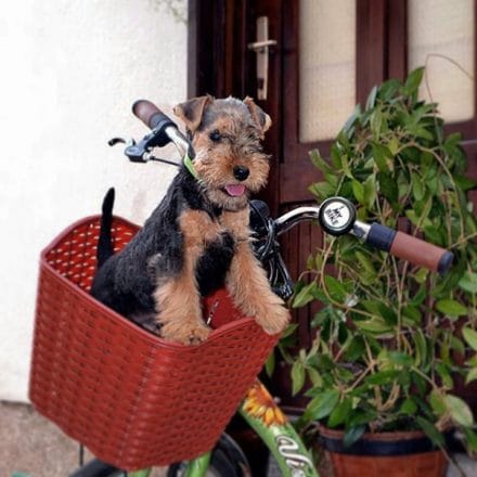 14 Things Airedale Terriers Love Doing - PetPress