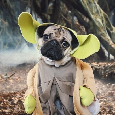 14 Amazing Cosplaying Pugs - PetPress