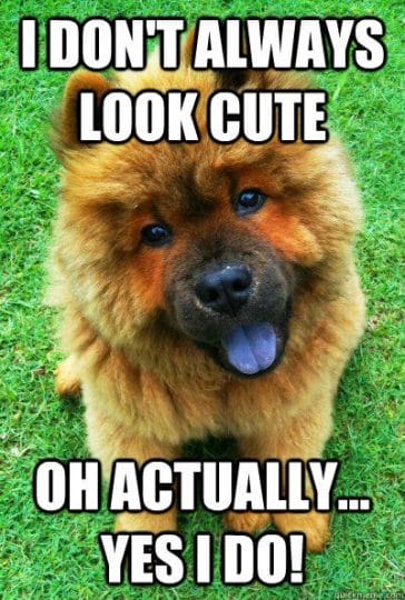 The 15 Funniest Chow Chow Memes - PetPress