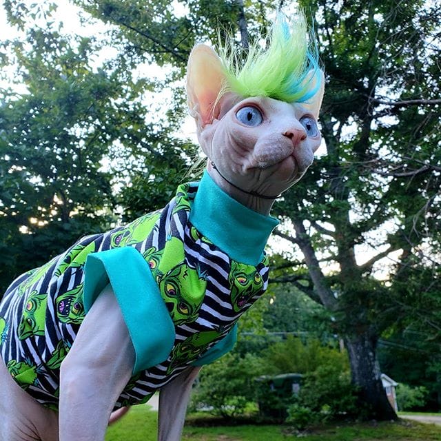 14 Facts About Sphynx Cats - PetPress
