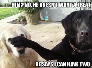 14 Funny Labrador Memes That Will Make Your Day! - PetPress