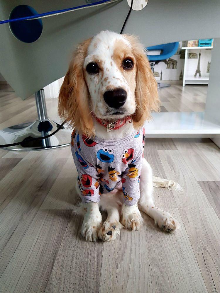 14 Reasons Why A Cocker Spaniel Should Be Your Best Companion Ever ...