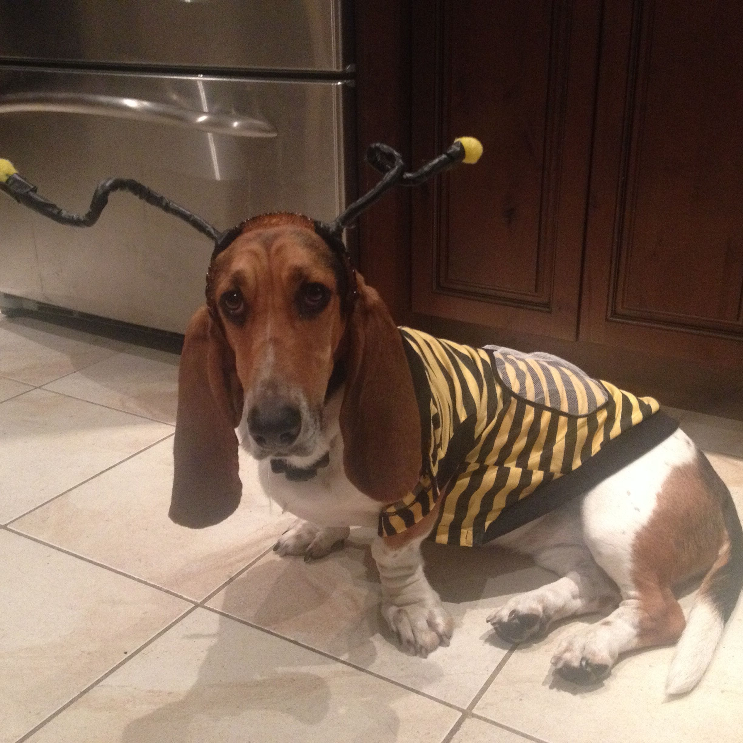 14 Trendy Basset Hound Halloween Costumes - Page 2 of 3 - PetPress