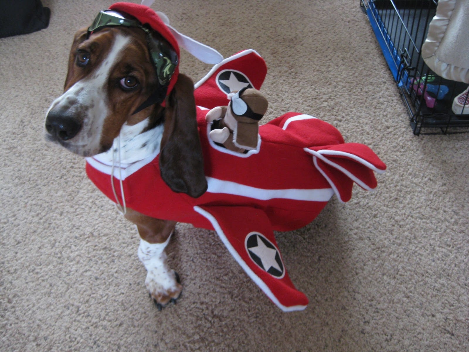 14 Trendy Basset Hound Halloween Costumes - Page 2 of 3 - PetPress