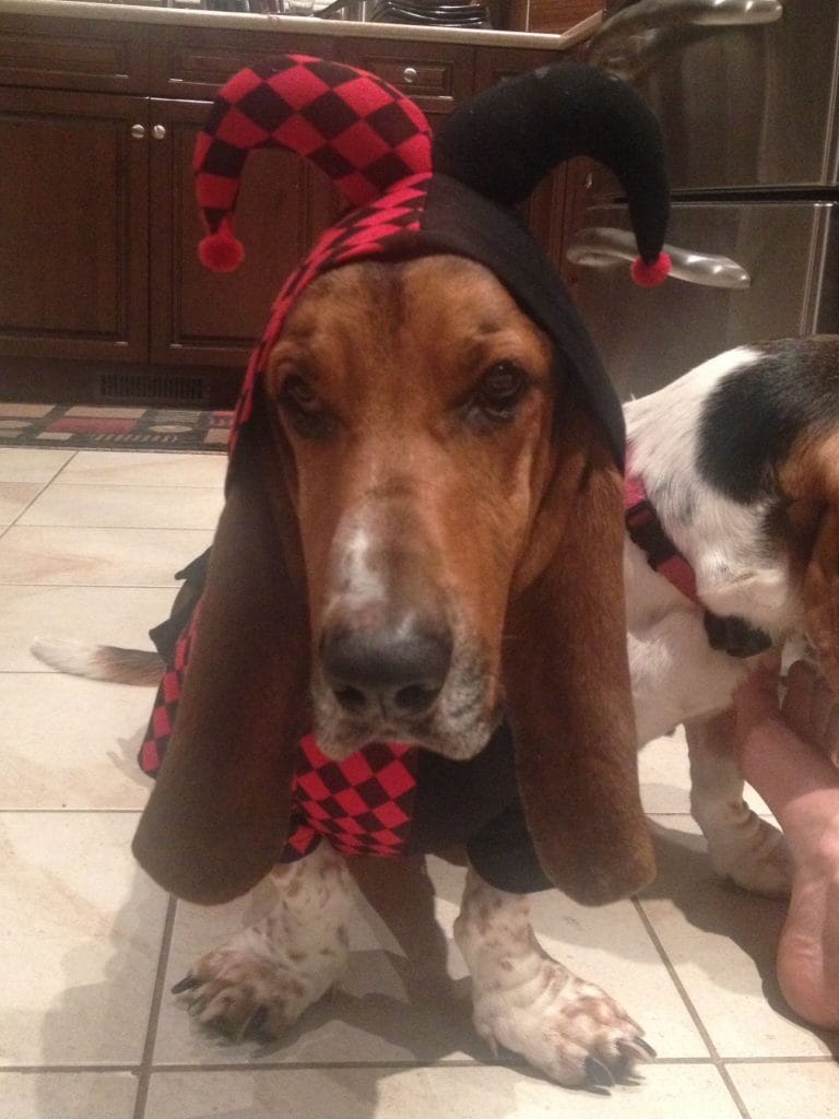 14 Trendy Basset Hound Halloween Costumes - Page 2 of 3 - PetPress