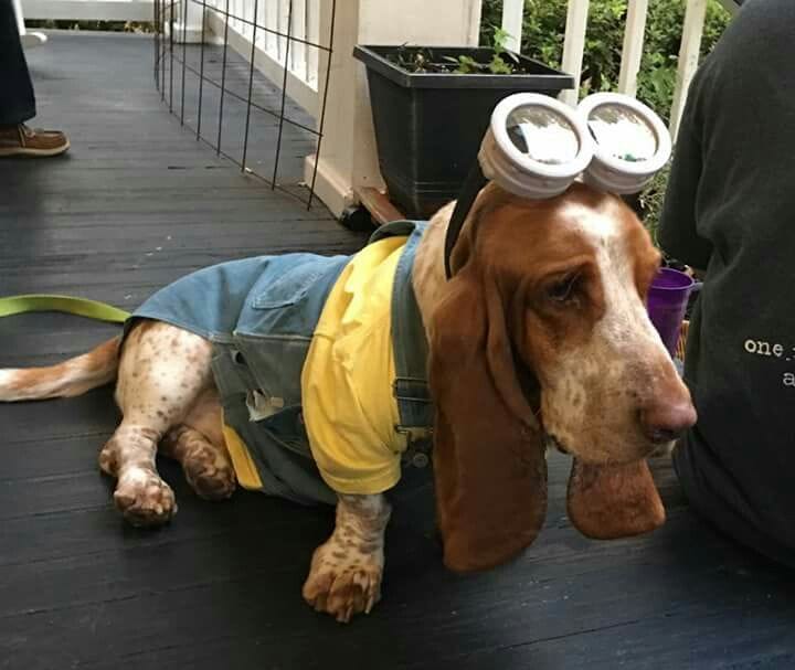 14 Trendy Basset Hound Halloween Costumes - Page 2 of 3 - PetPress