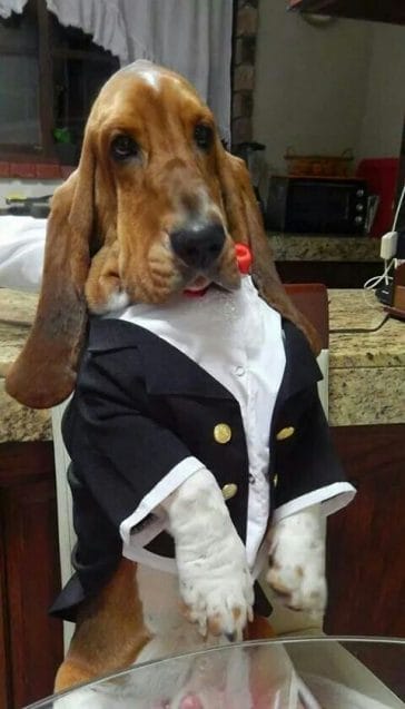 14 Trendy Basset Hound Halloween Costumes - Page 2 of 3 - PetPress