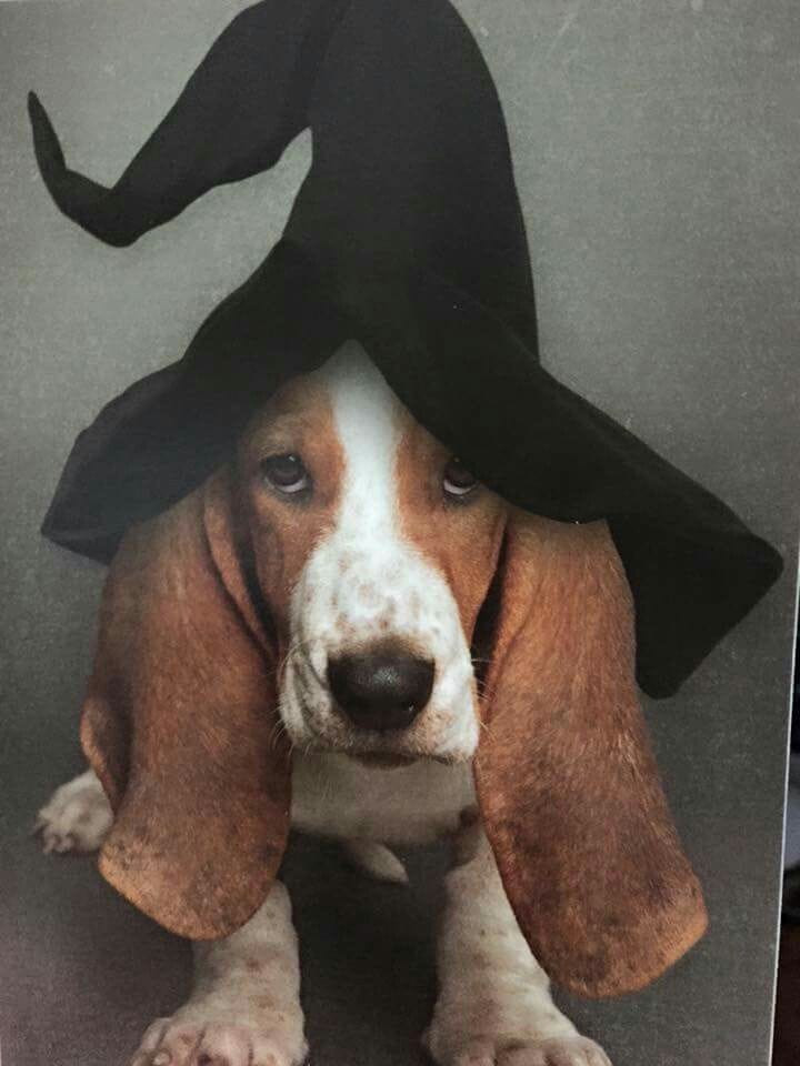 14 Trendy Basset Hound Halloween Costumes - Page 2 of 3 - PetPress