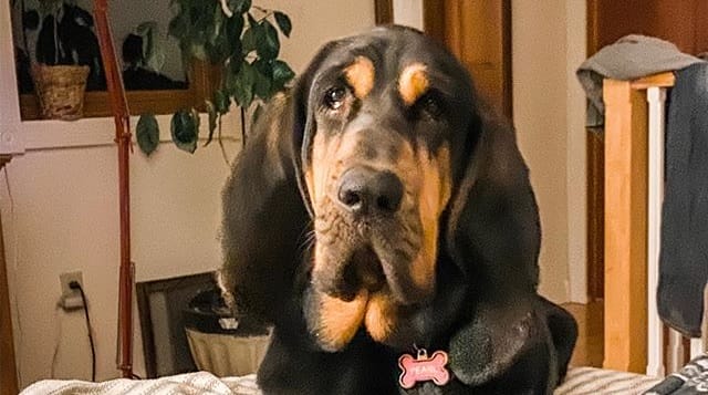 14 Fascinating Facts About the Bloodhound - PetPress