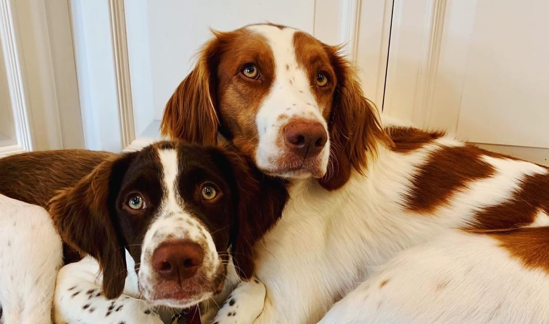 14 Amazing Facts About Brittany Spaniels You Probably Didn't Know ...