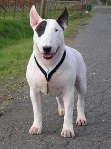 14 Facts For Bull Terrier Lovers - PetPress