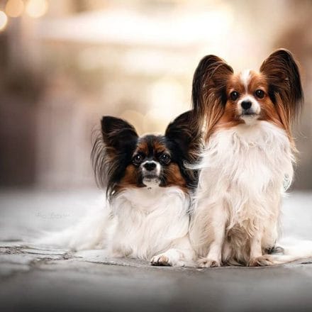 14 Interesting and Funny Facts About Papillons - PetPress