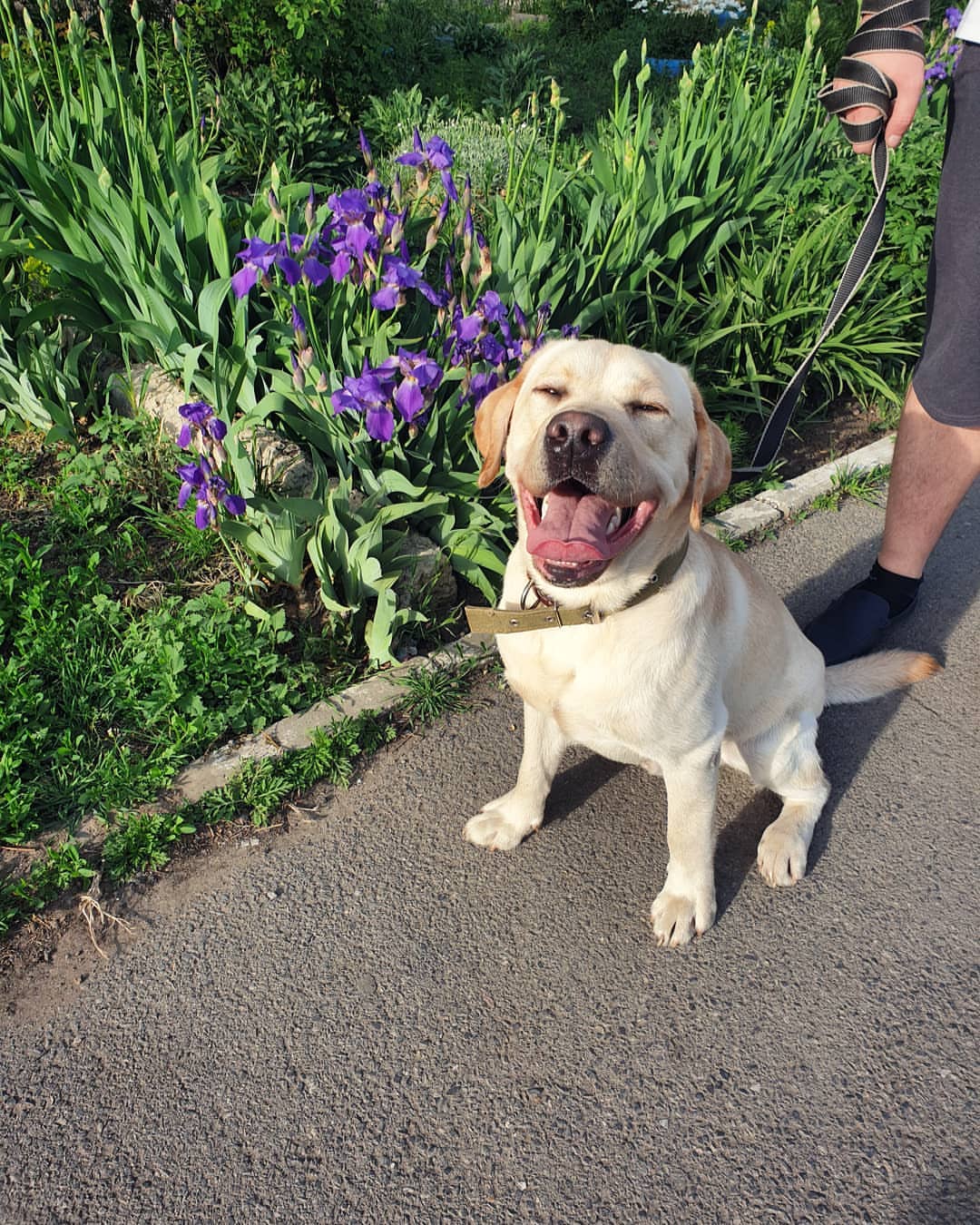 14 Ways How To Make Your Labrador Happy - PetPress