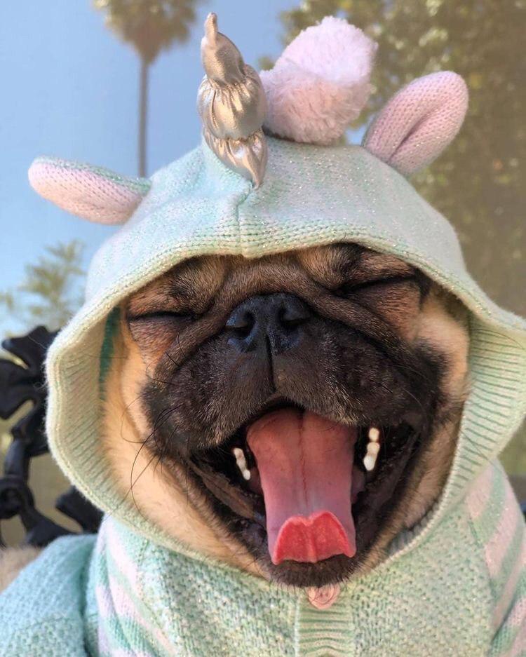 14 Reasons You Will Fall in Love with a Pug - PetPress