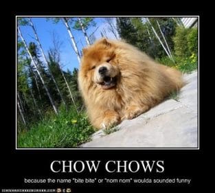 The 15 Funniest Chow Chow Memes - PetPress