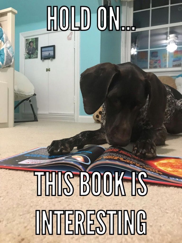 The 15 Funniest German Shorthaired Pointer Memes - PetPress
