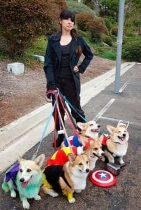 14 Funny Corgi Pics That Will Make You Smile - PetPress