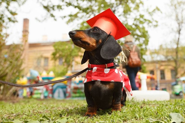 15 Best Halloween Costumes for Dachshunds - Page 3 of 3 - PetPress