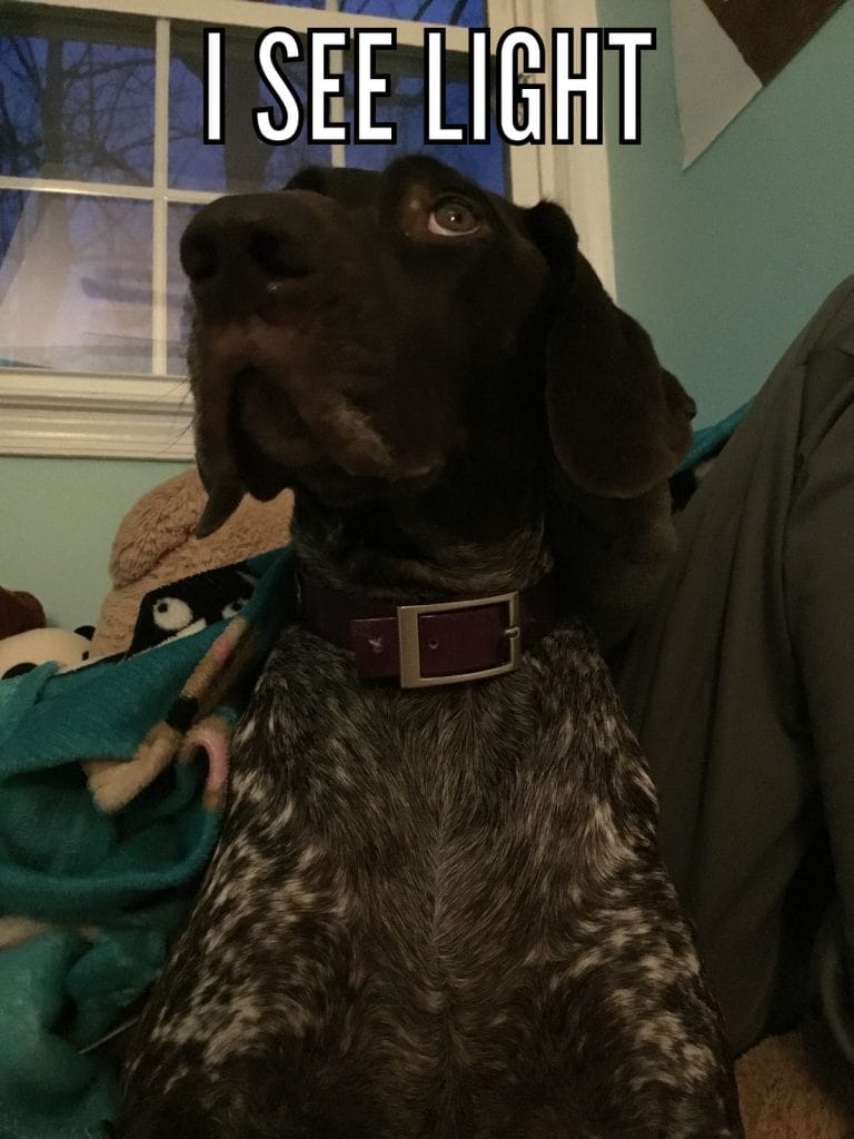 The 15 Funniest German Shorthaired Pointer Memes - Page 2 of 3 - PetPress