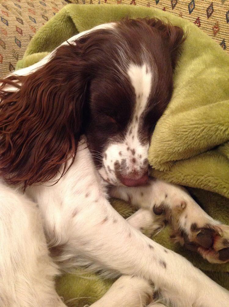 14 Springer Spaniels Who Will Make You Scream “WOW” - PetPress
