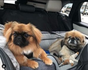 14 Funny Pekingese Pictures That Will Make Your Day! - PetPress