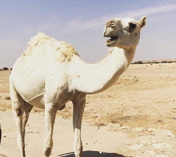 10 Exotic Animals That Are Allowed as Pets in California - PetPress