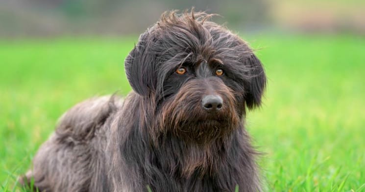 14 Fascinating Facts About Catalan Sheepdogs - PetPress