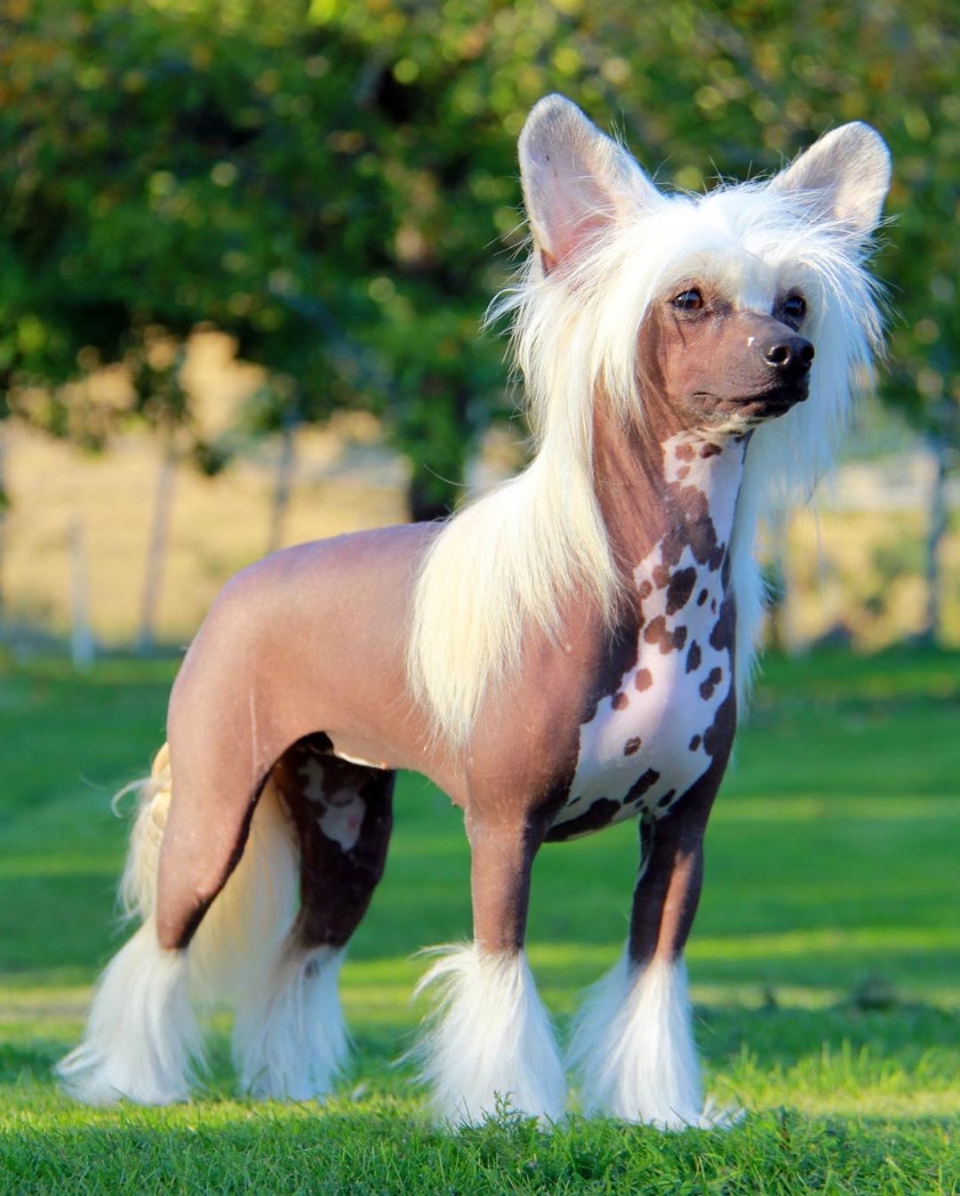 14 Top-Notch Facts About Gorgeous Chinese Crested Dogs - PetPress