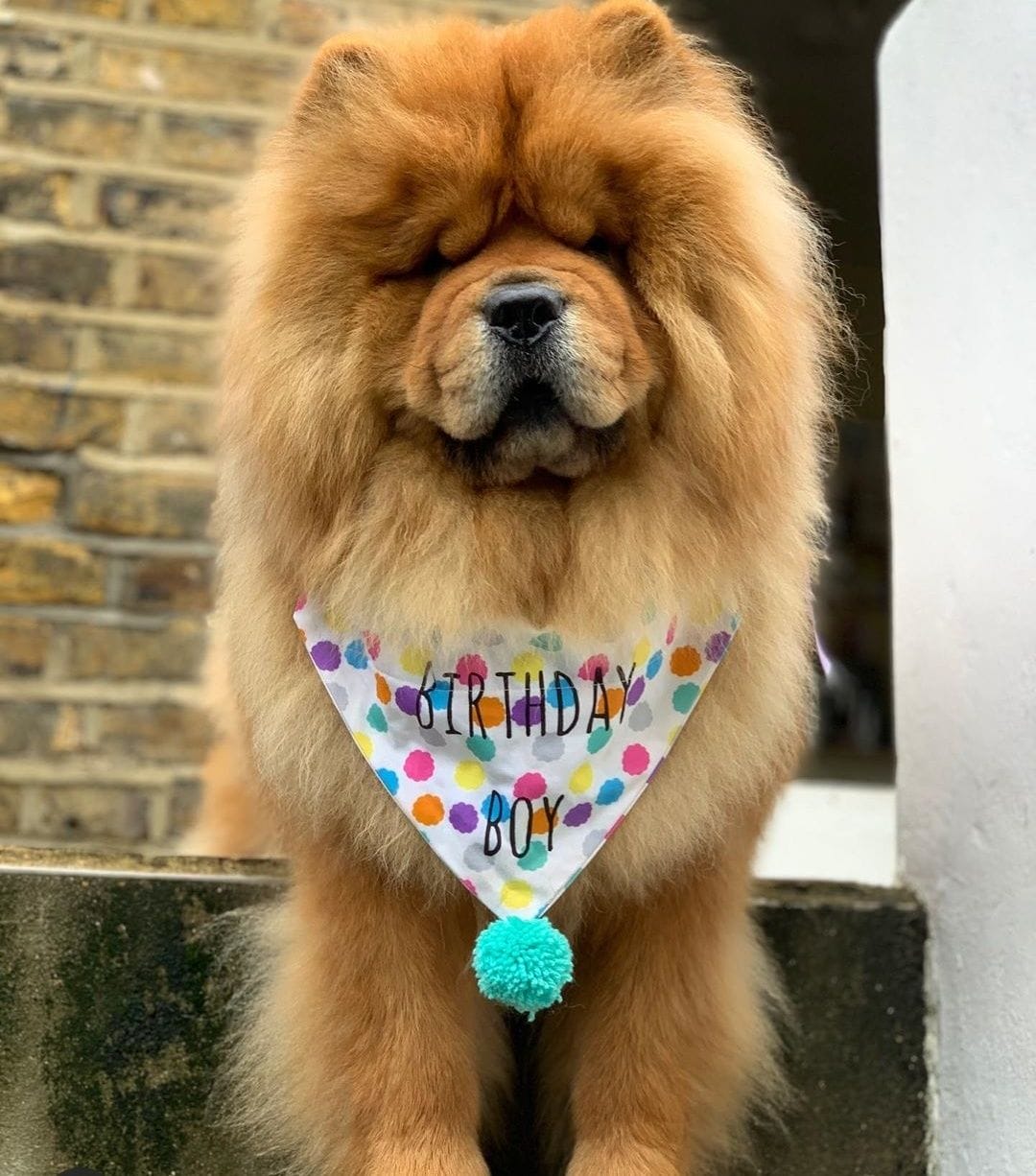 14 Pictures Of Chow Chow To Melt Your Heart - PetPress