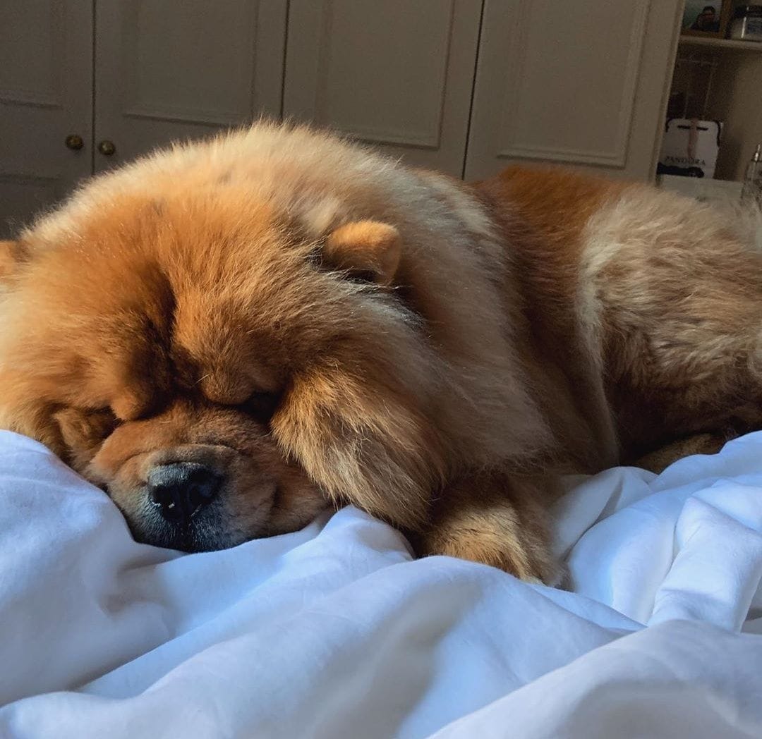 14 Photos Of Chow Chow Which You Want To Hug - PetPress