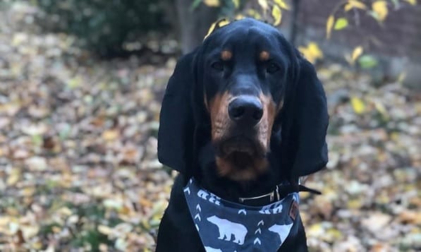 14 Interesting Facts About Coonhounds - PetPress