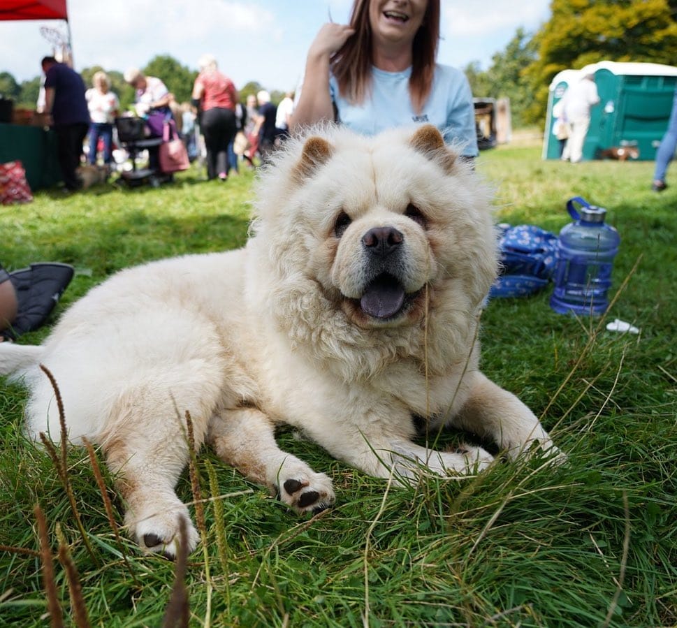 14 Facts About Chinese Lions – Chow Chow - Page 2 of 4 - PetPress