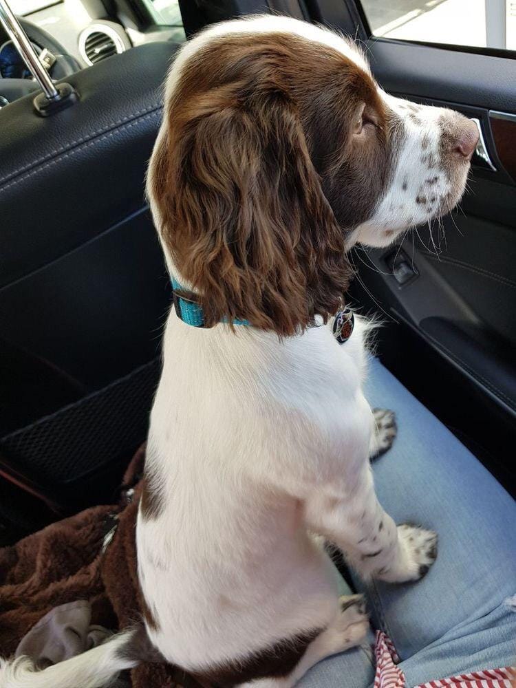 14 Springer Spaniels Who Will Make You Scream “WOW” - PetPress