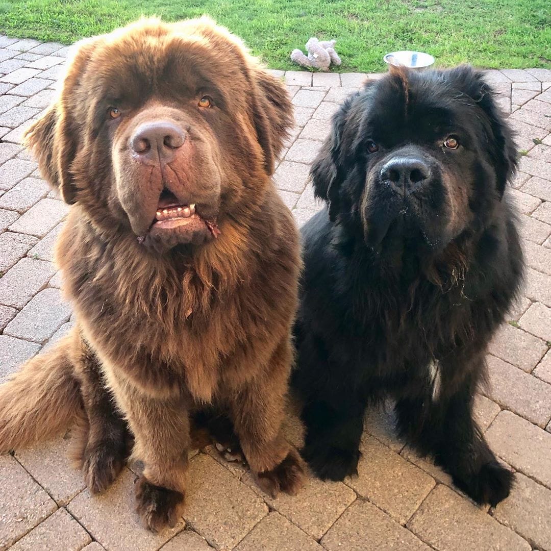 14 Newfoundlands Who Need More Rest on a Beach - PetPress
