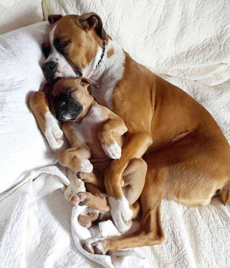 14 Reasons That Prove You Should Adopt a Boxer Dog - PetPress